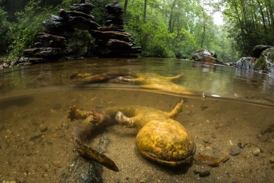 The Desperate Plea of the Hellbender: A Symbol of Ancient Appalachia ...
