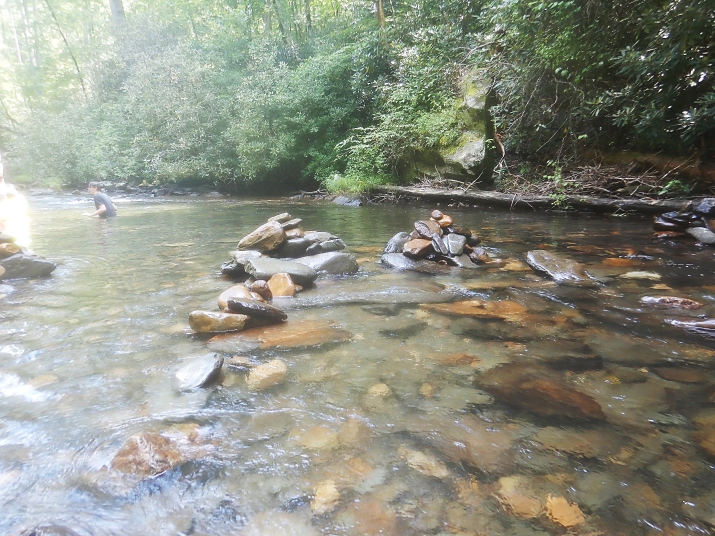 The Desperate Plea of the Hellbender: A Symbol of Ancient Appalachia ...