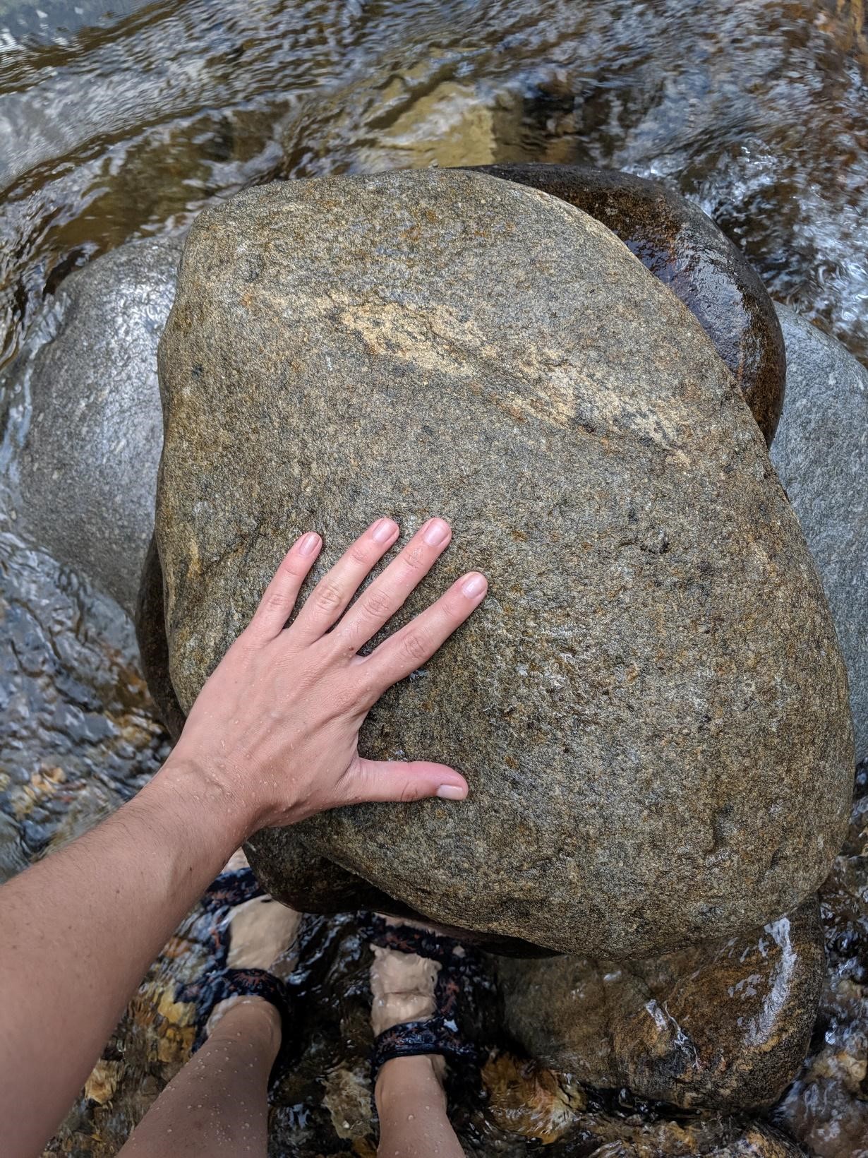 The Desperate Plea of the Hellbender: A Symbol of Ancient Appalachia ...