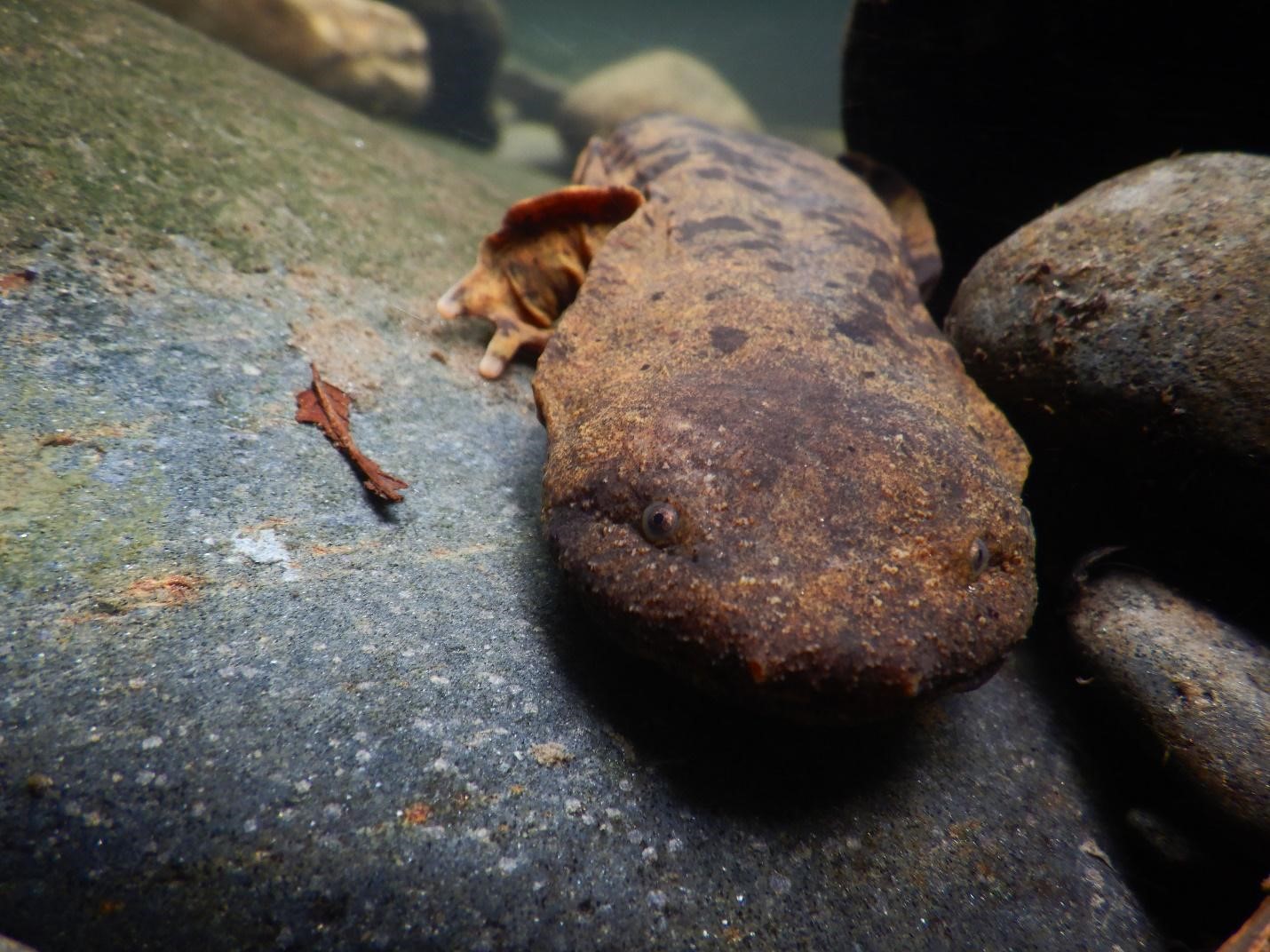 The Desperate Plea of the Hellbender: A Symbol of Ancient Appalachia ...