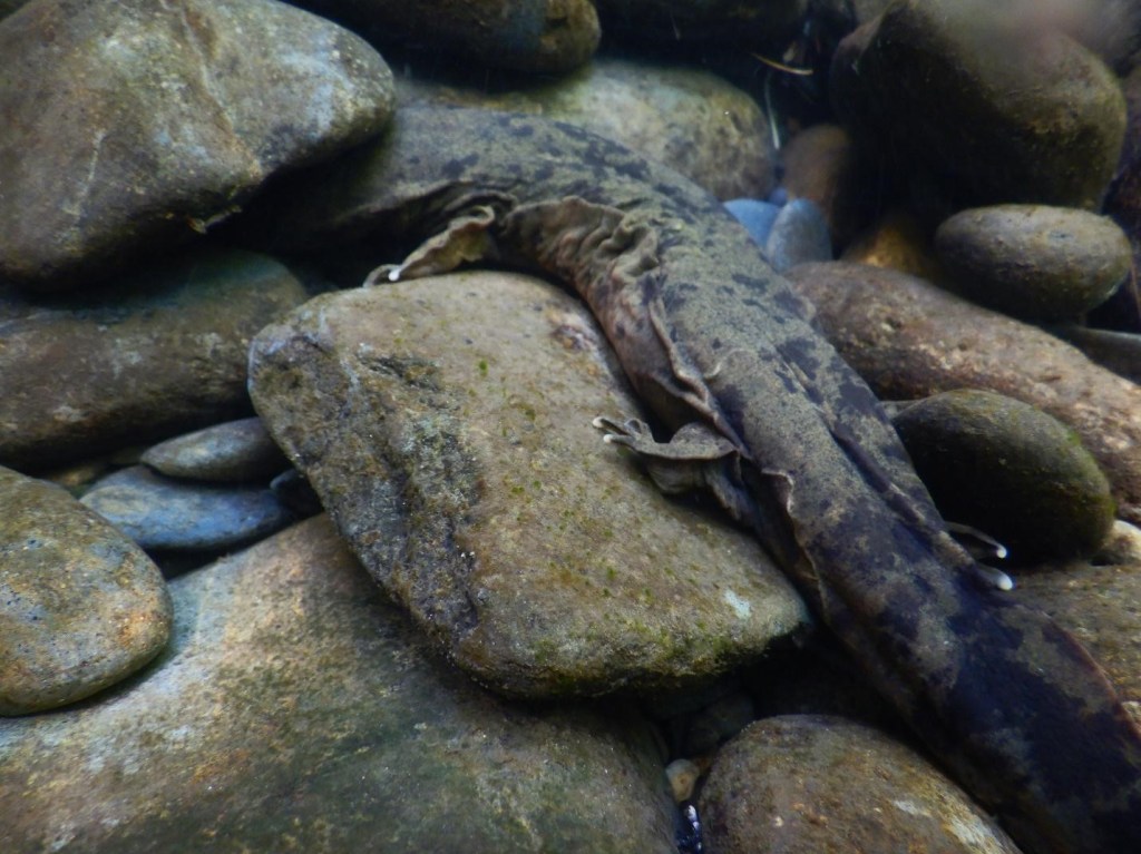The Desperate Plea of the Hellbender: A Symbol of Ancient Appalachia ...